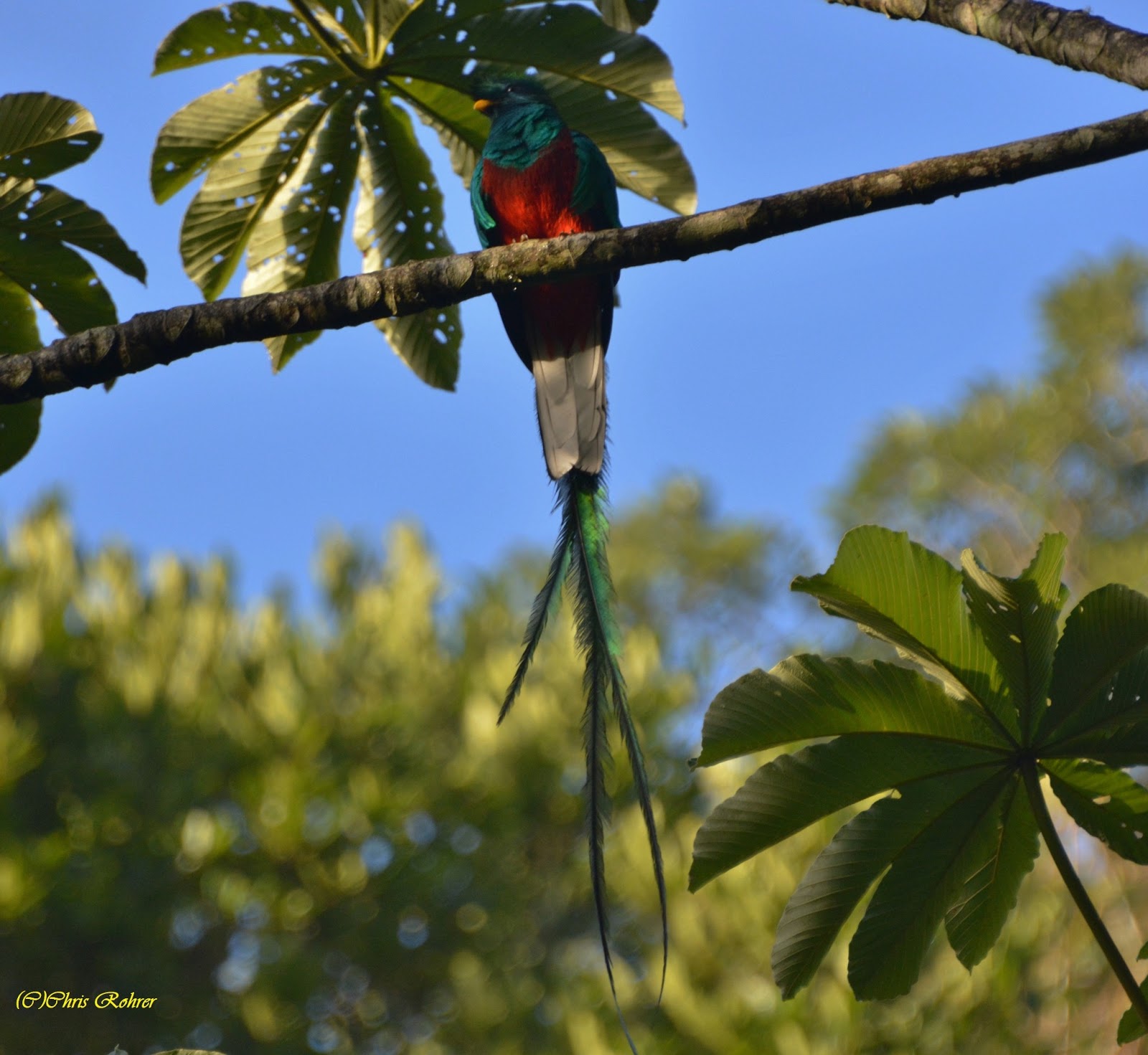 Birding Is Fun!: In Search Of: The Resplendent Quetzal