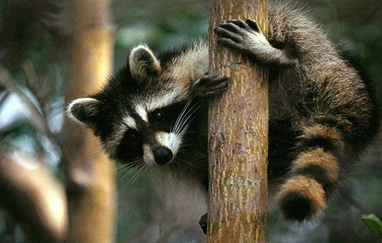 Zoo da Maia: Mapache /// Raccoon