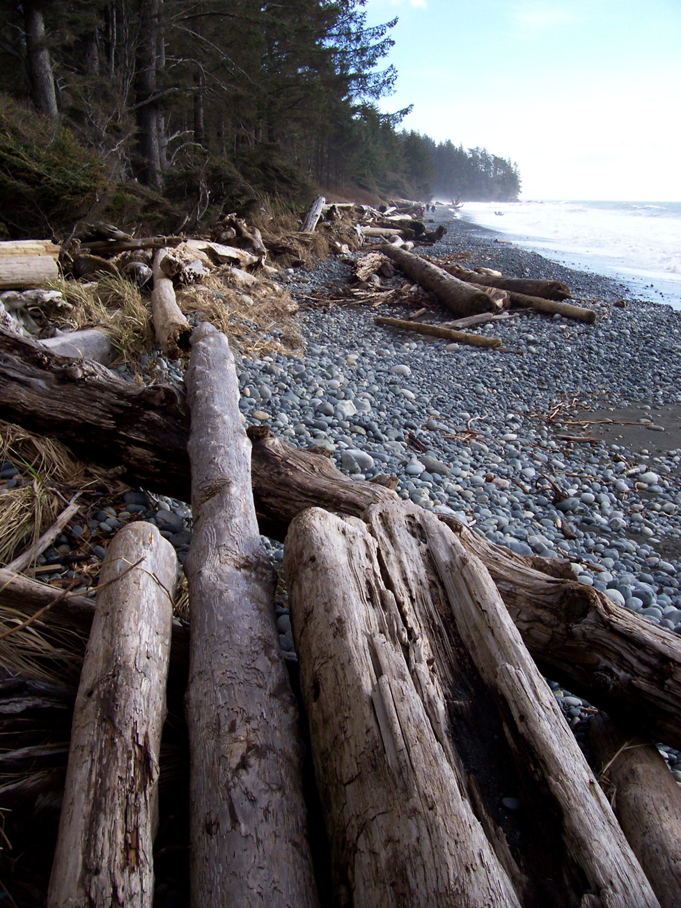 Vancouver Island Big Trees: Drift Logs And Beaches