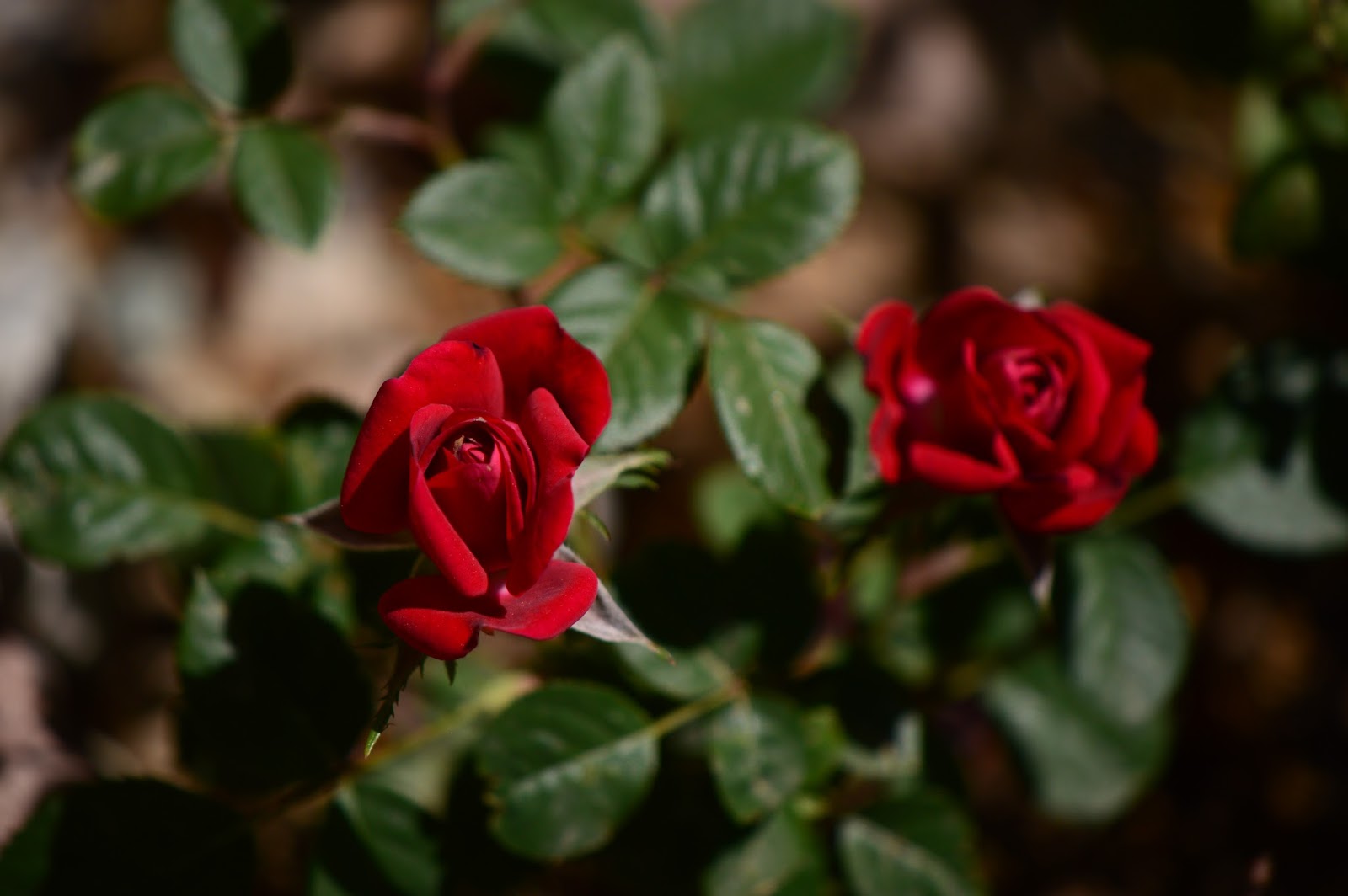 A Small, Sunny Garden: The Little Red Rose