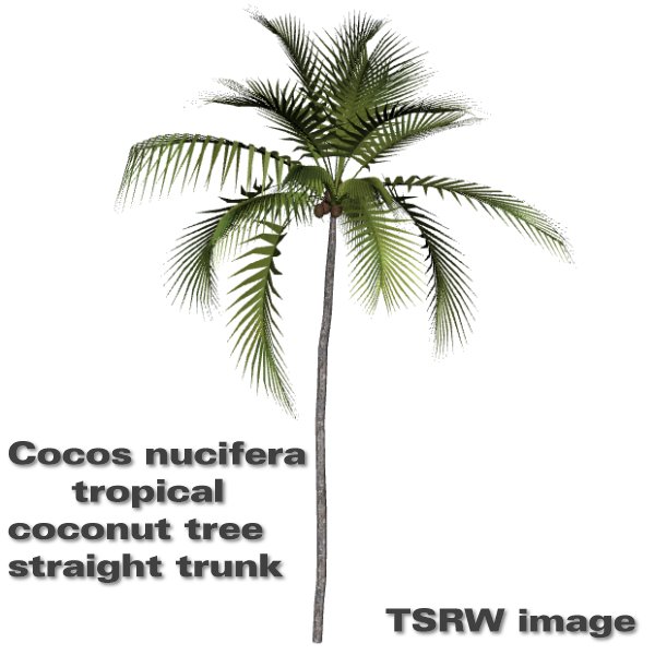 Simming in Magnificent Style: Cocos nucifera - tropical coconut tree ...