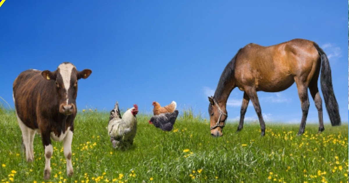 Farm Animal Names in Tagalog: Learn Filipino Vocabulary