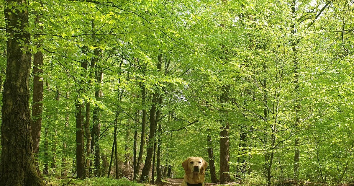Of Forest Delight Labradors