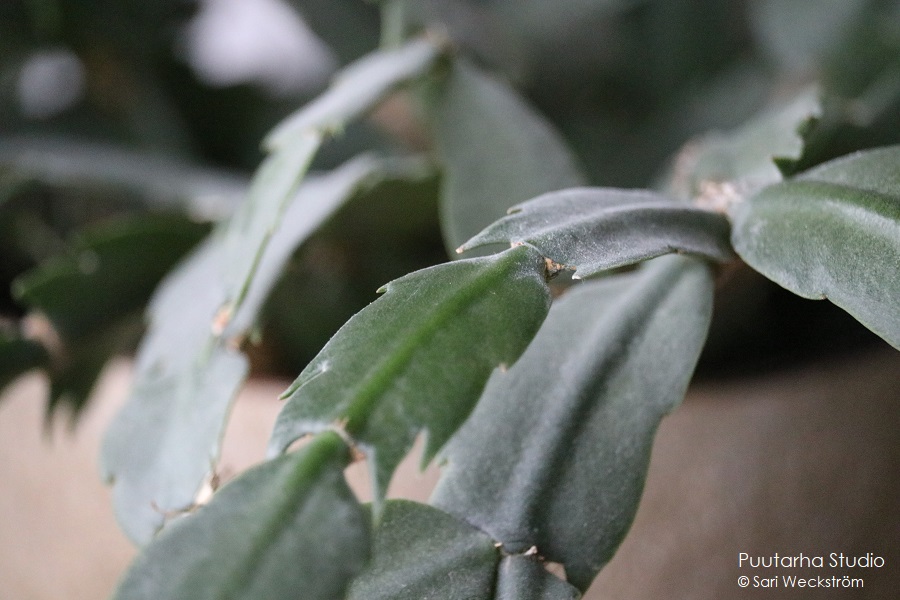 Sarin puutarhat: Viherkasvit valmistautuu talvikauteen