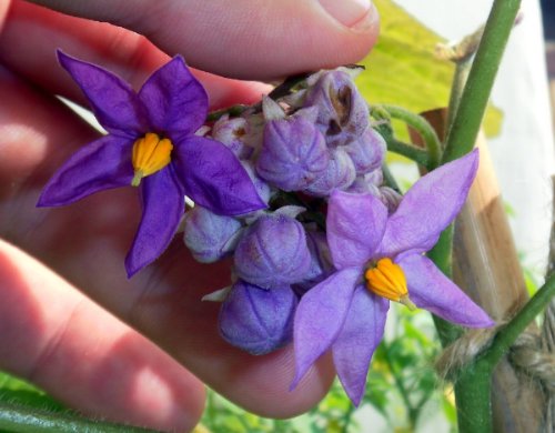 Scirpidiella's Plants: Hardy Tamarillos (Cyphomandra sp.div.)