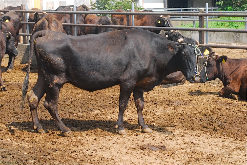那須高原アルバム: 那須牛 Nasu-gyu