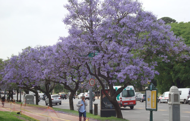 November 2019 Jacaranda Season in Buenos Aires | My Buenos Aires Travel ...