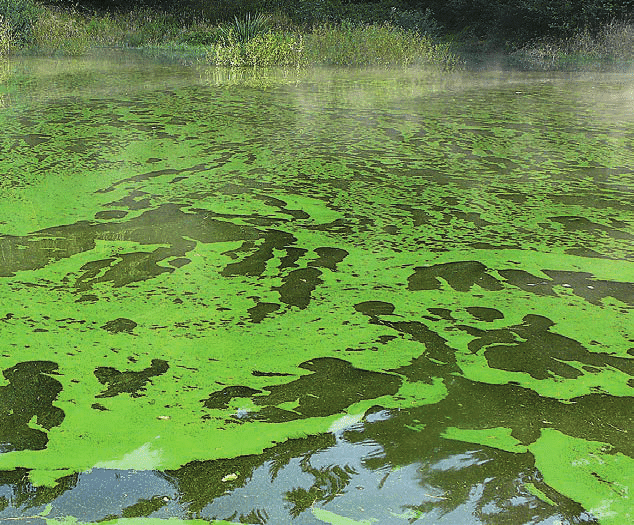 Environmental Valuation & Cost-Benefit News: Quantifying the Human ...