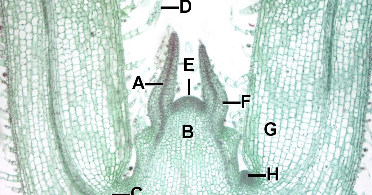 Jaringan Meristem : Meristem Primer, Meristem Sekunder, Meristem Apikal ...