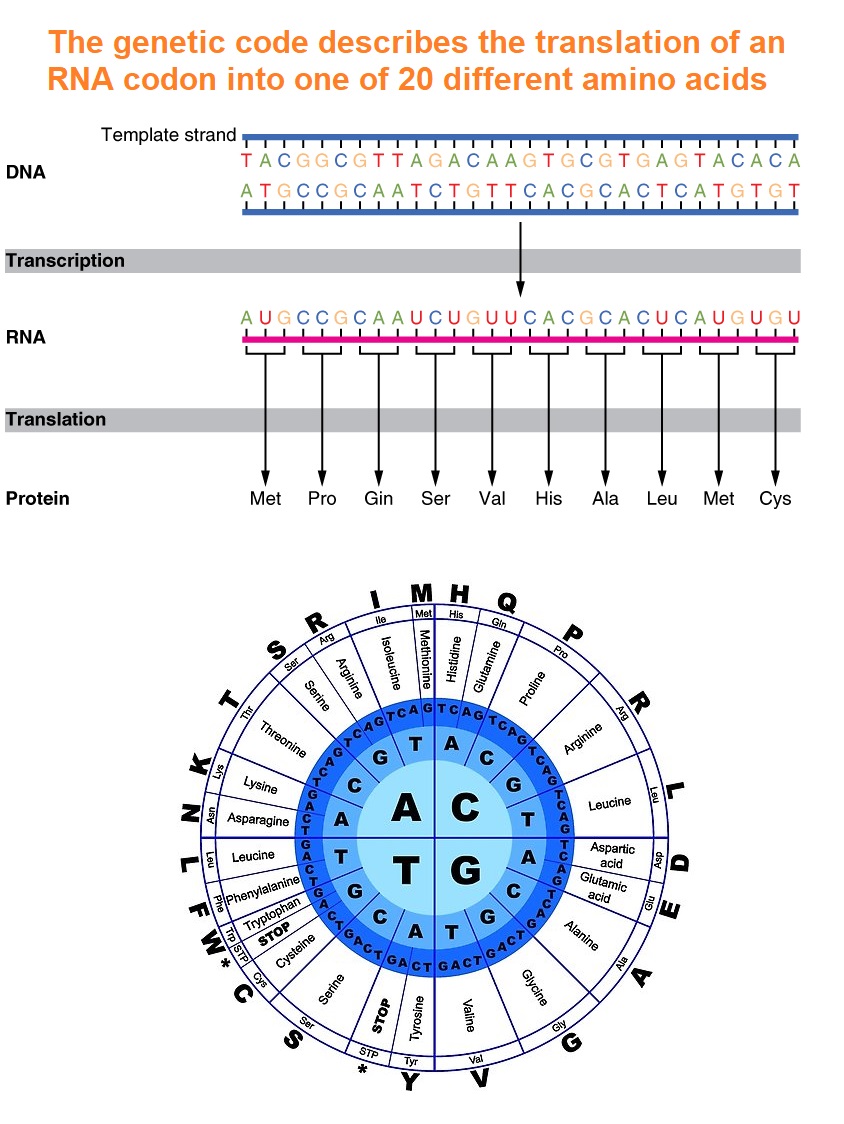 DNA Science