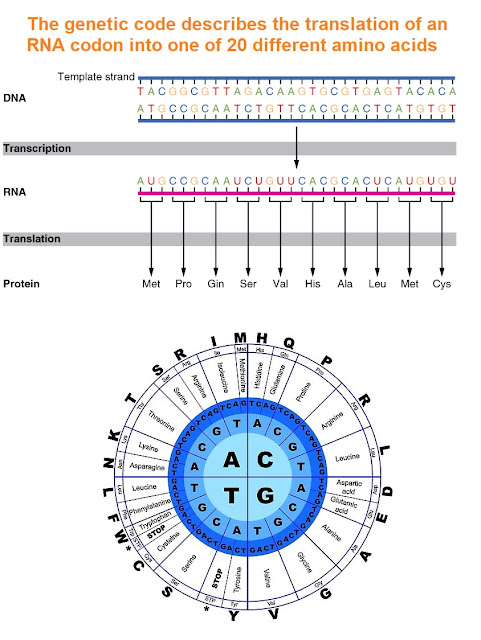 DNA Science