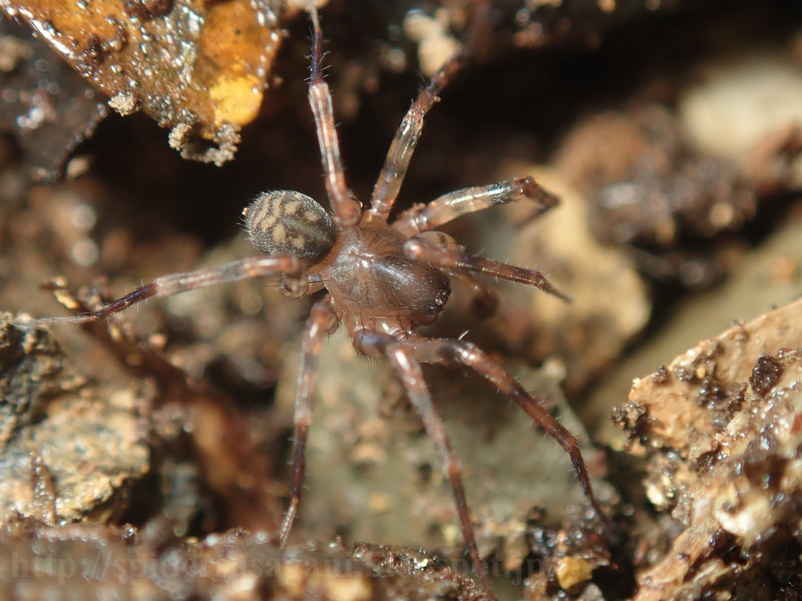 細蟹屋: Cybaeidae ナミハグモ科