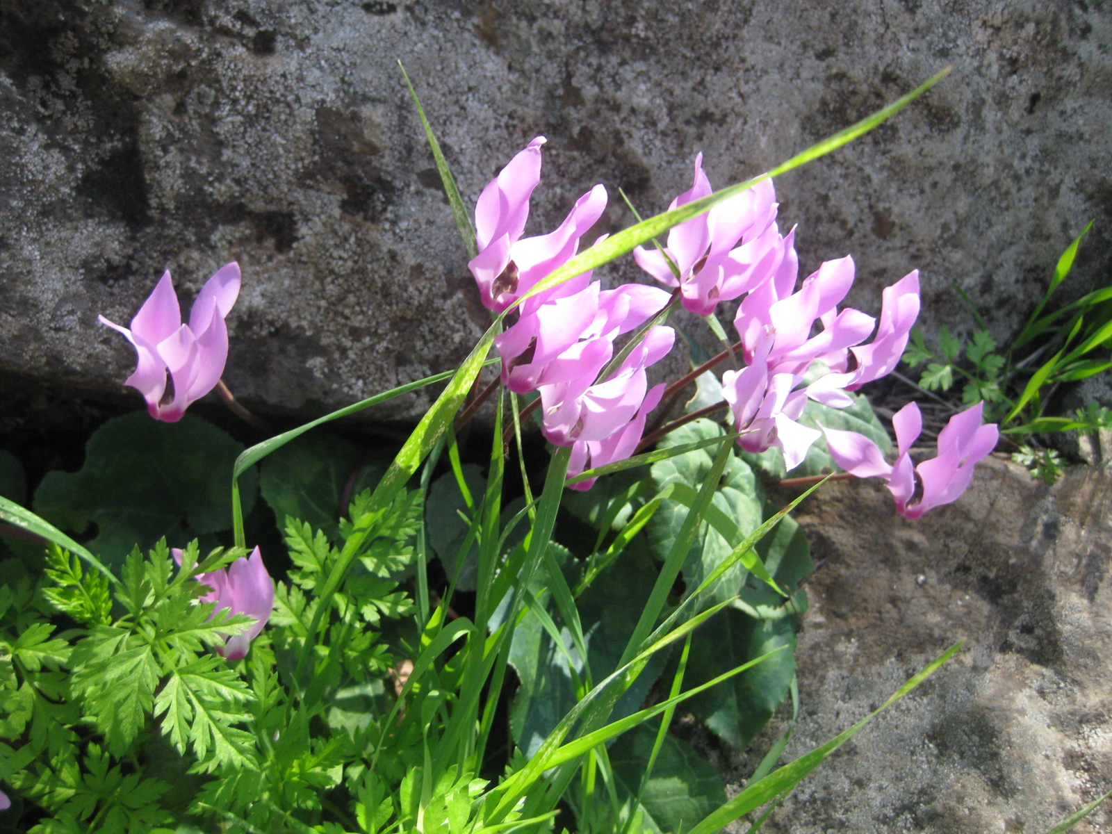 The Rayve: Leaving Tel Aviv: Hiking Yehudia and Nahal Zavitan