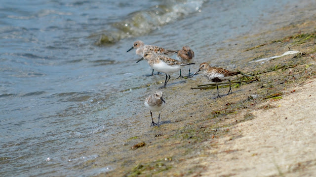 CAMBRIDGESHIRE BIRD CLUB GALLERY: Sanderling and Dunlin