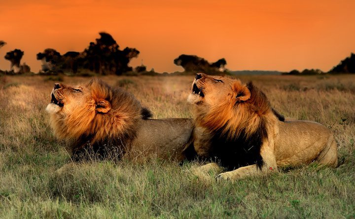 Kruger Park Safaris: Two Nice Male Lions roaring in the late afternoon.