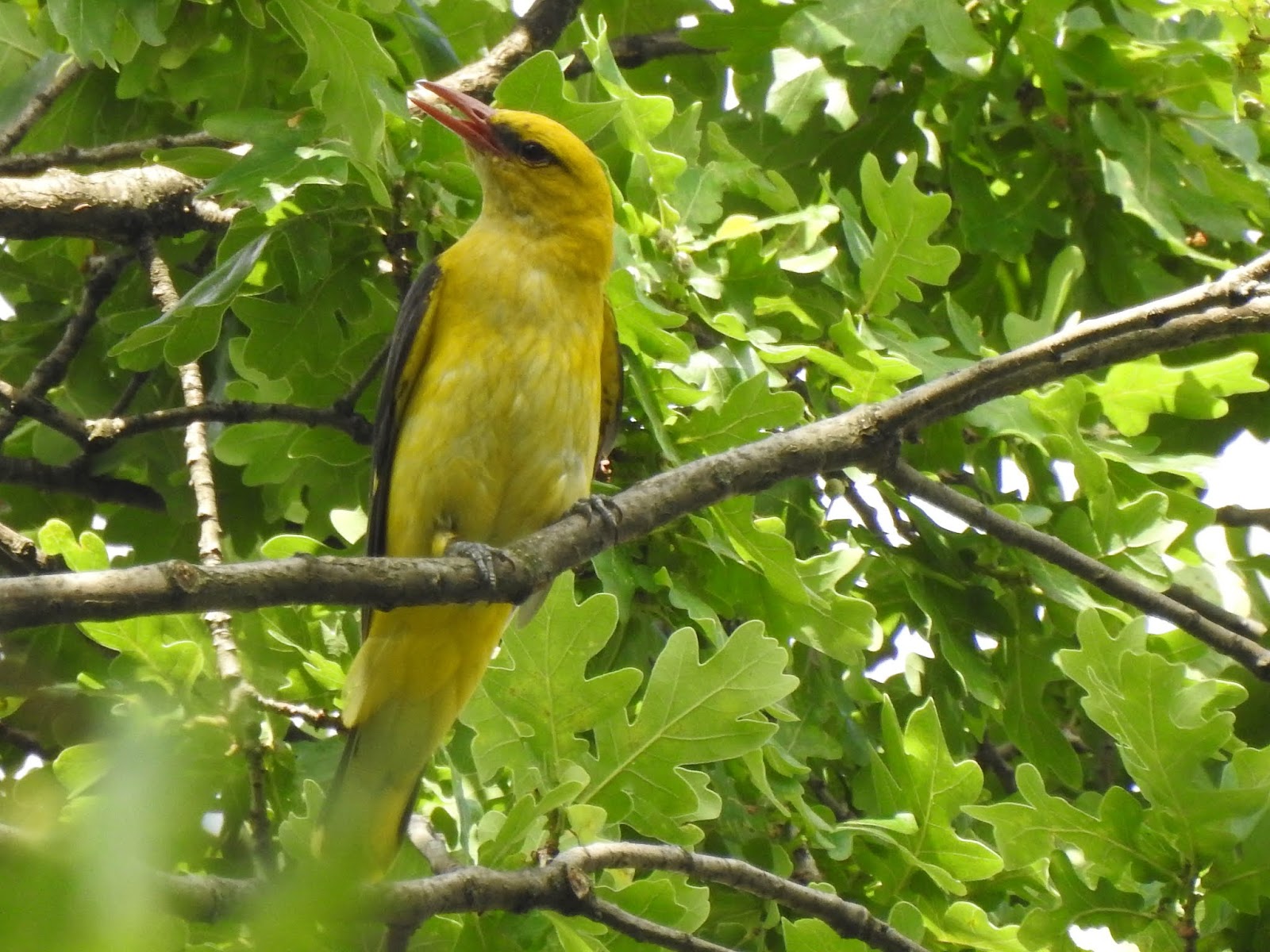 PASARI DIN ROMANIA: GRANGUR, Oriolus oriolus