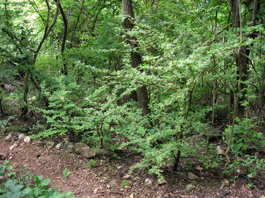 ECOSISTEMAS DE COSTA RICA: BOSQUE TROPICAL ESTACIONAL DE BAJURA