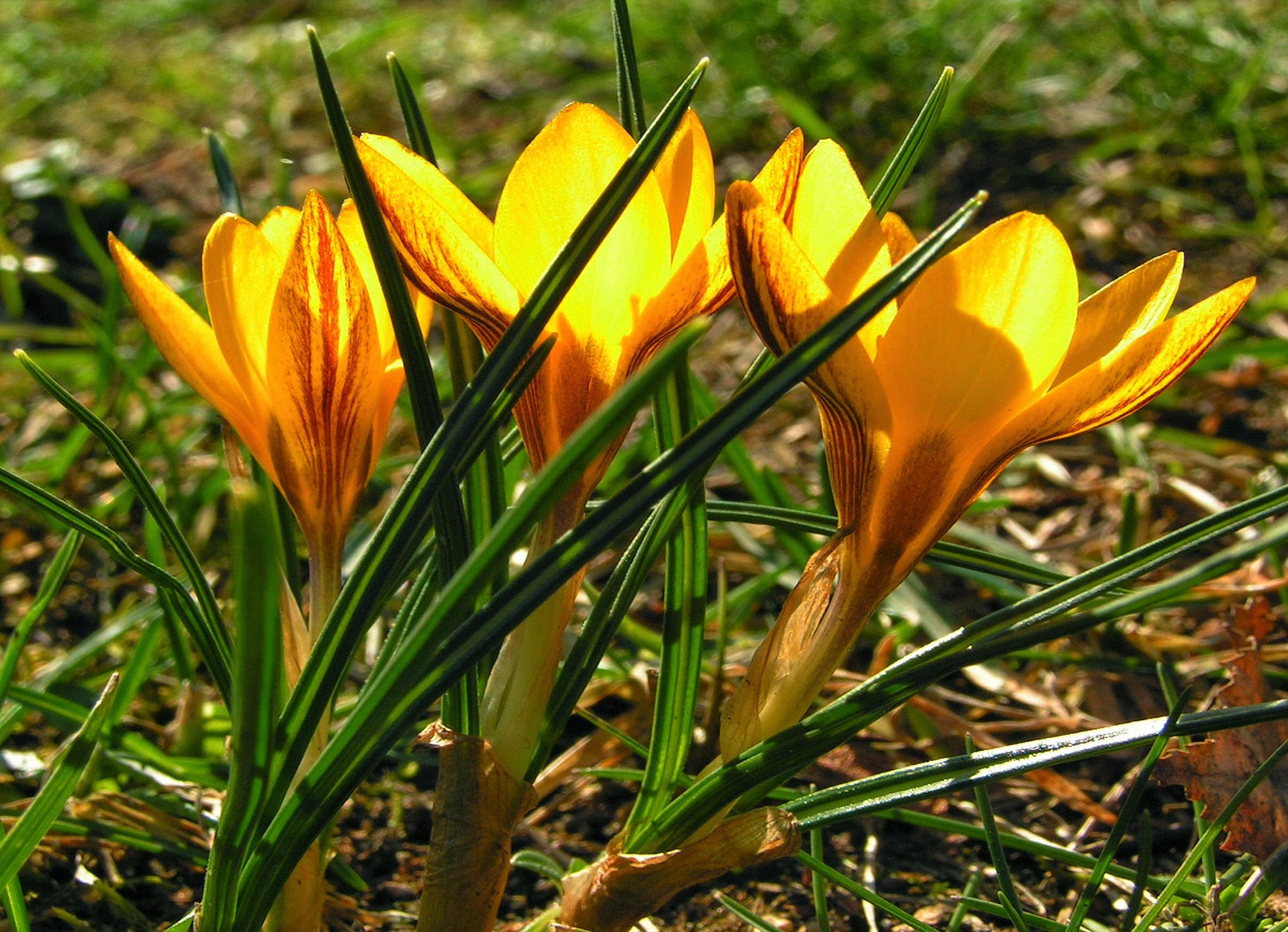 Intelliblog: CROCUSES FOR DORIS