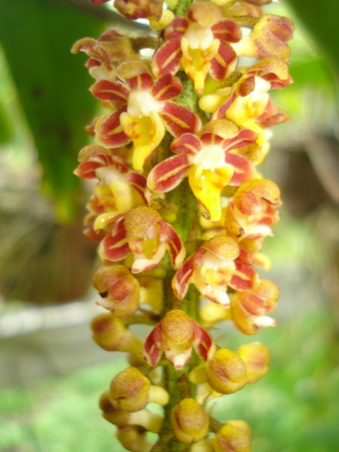 KOLEKSI ORKID: ORKID HUTAN...