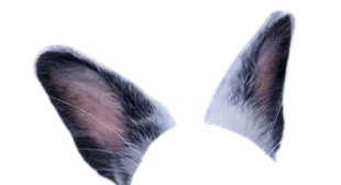 Real rabbit ears png || Bunny ears png