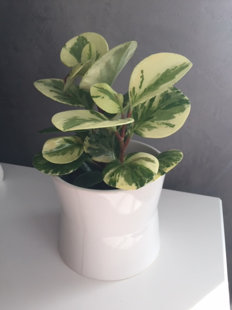 Viherkasvit sisustuksessa - Satupuutarha