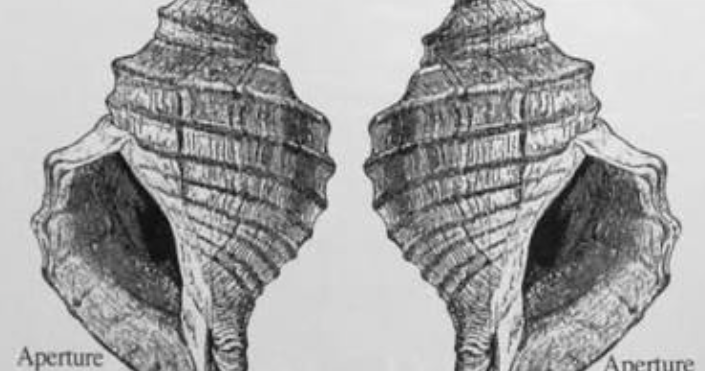 Shell Coiling in snails 🐌