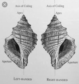 Shell Coiling in snails 🐌