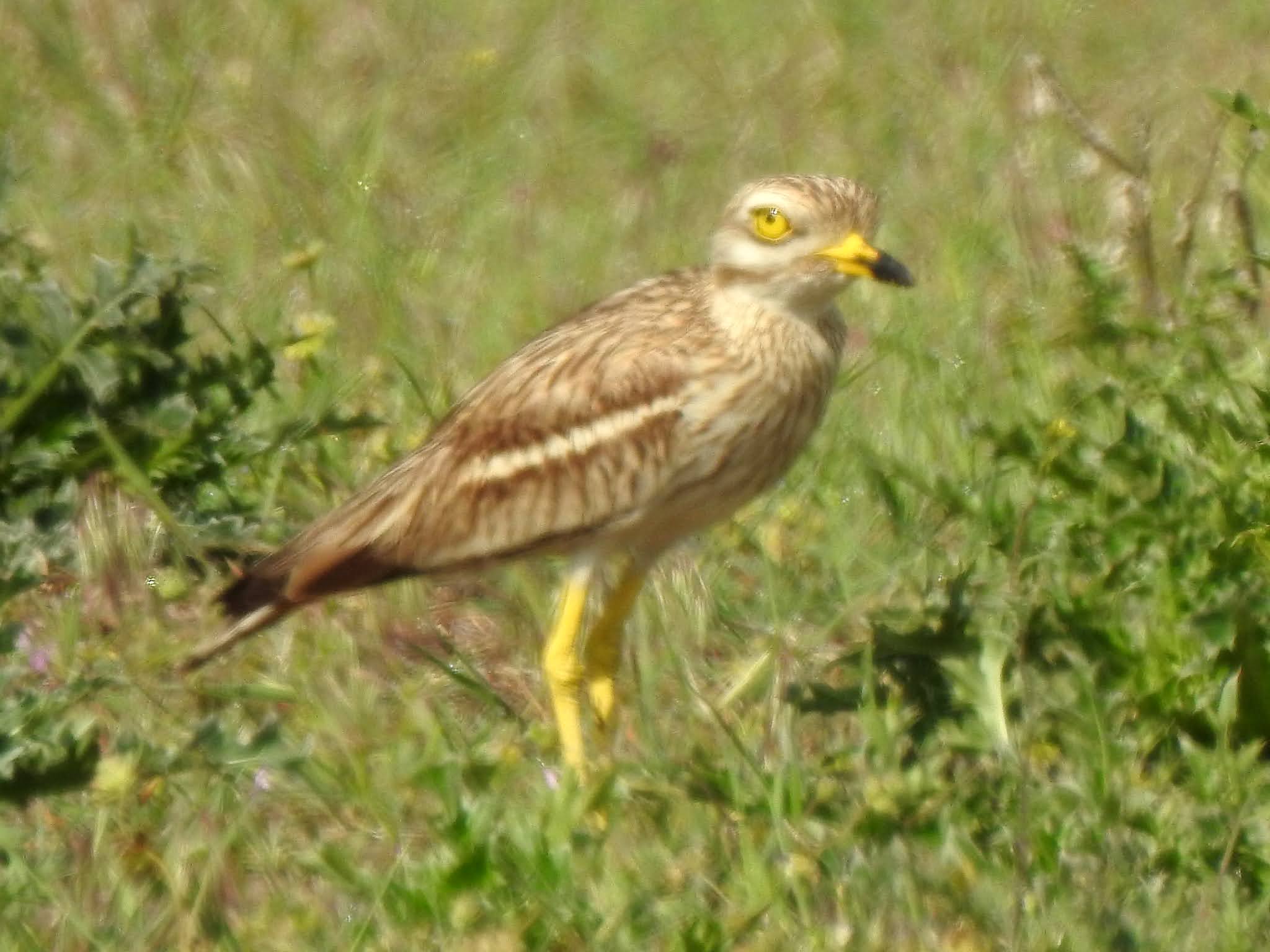 PASARI DIN ROMANIA: mai 2017