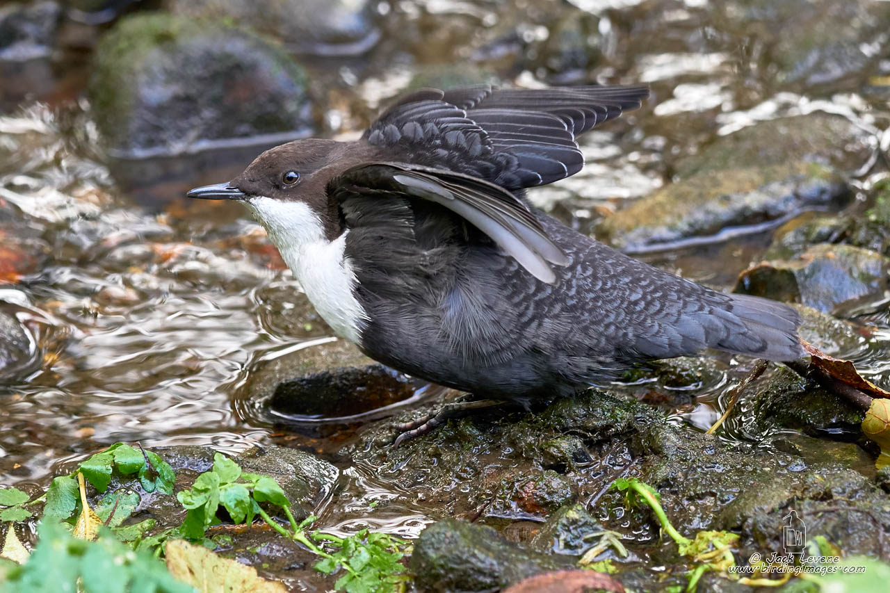 Jack Levene Photography: Black-belled Dipper, Needham Market
