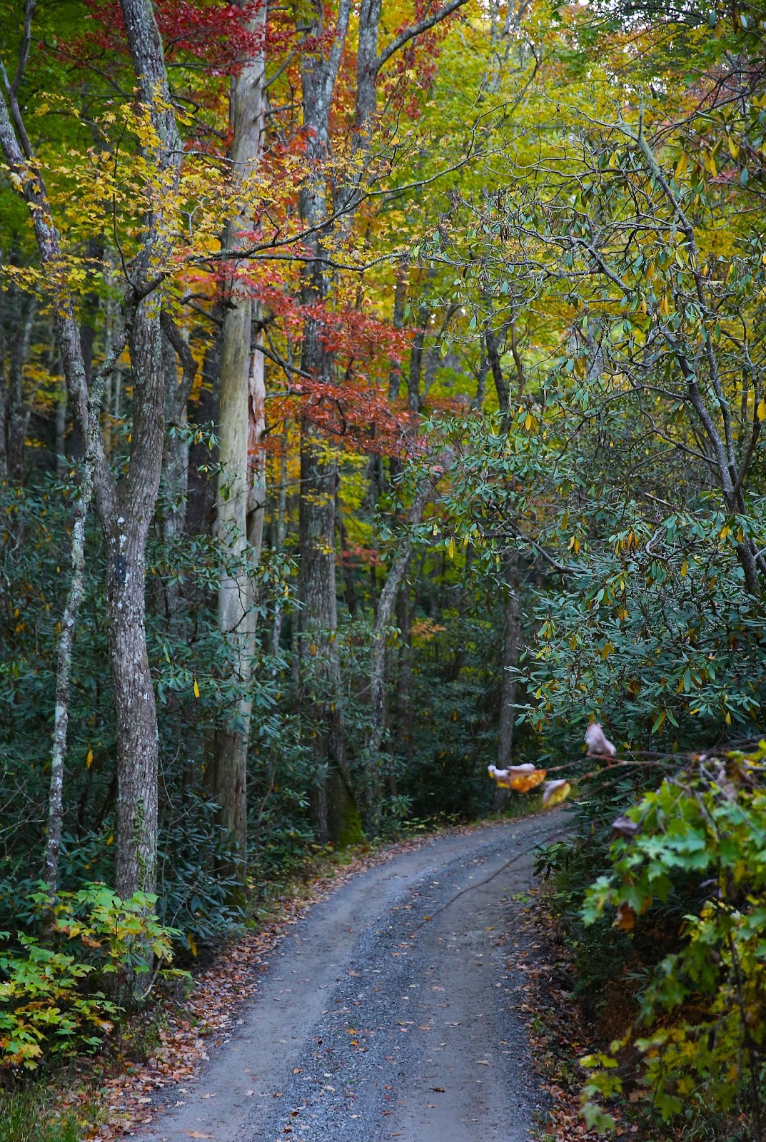 Sweet Southern Days: Parson Branch Road In The Great Smoky Mountains ...