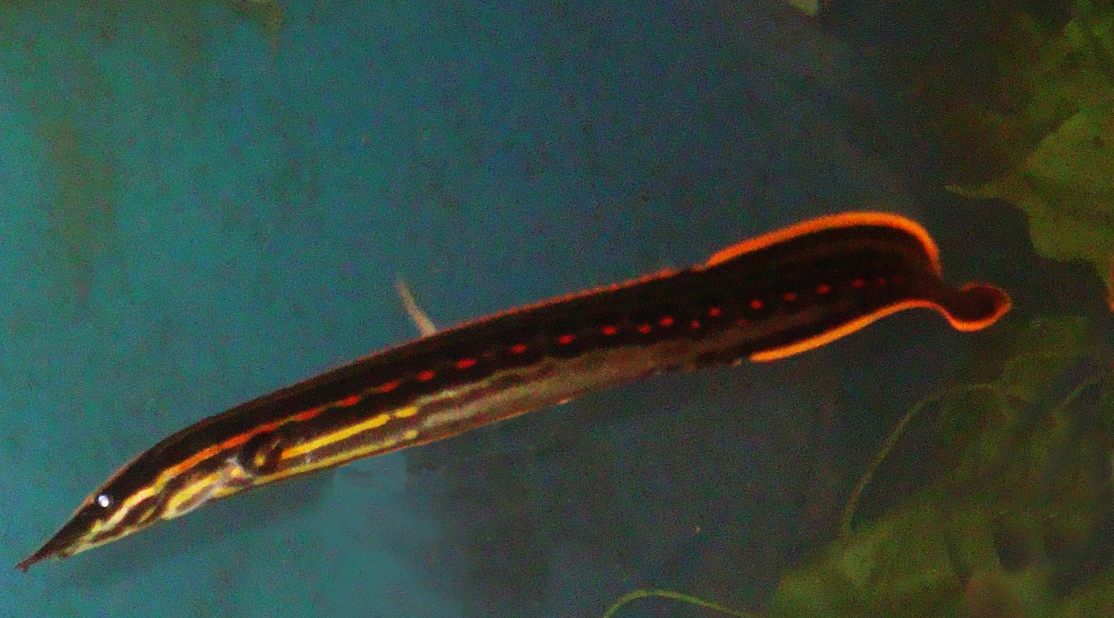 Ikan sili, Si Belut Berduri Yang Banyak Di Sukai Pecinta Ikan Hias | sragen