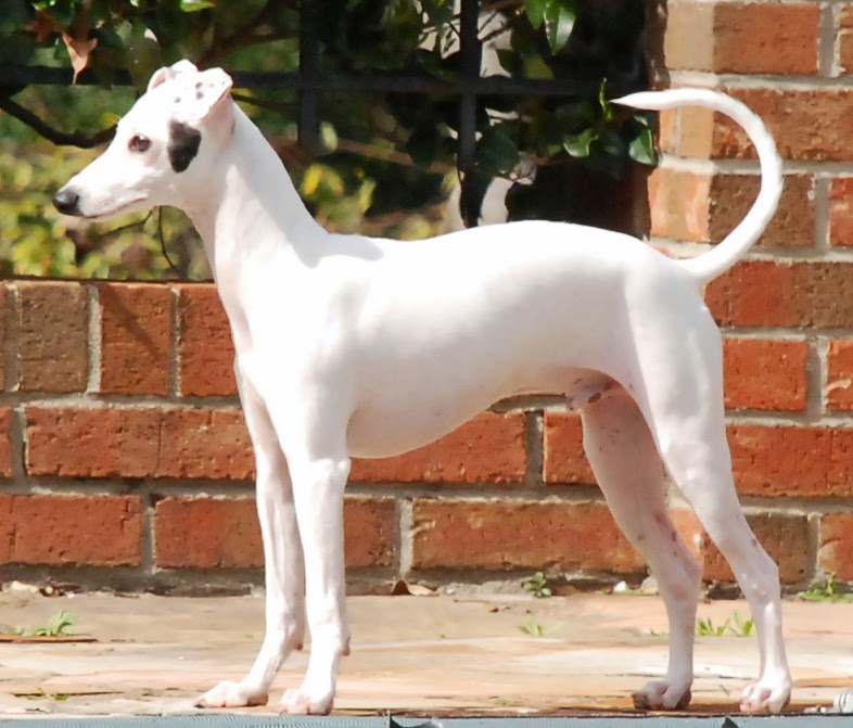 Greyhound Puppy Blog