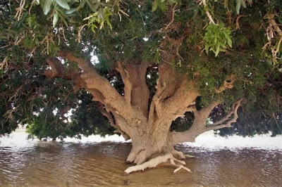 Salafi Aqeeda - THE FLAMING FALCON SWOOPING DOWN ON THE DISSENTERS OF ...