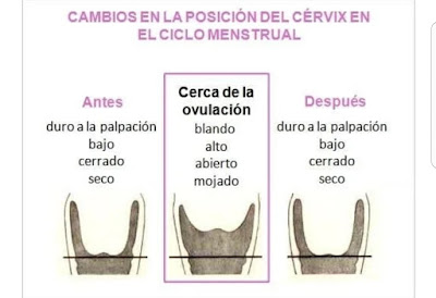 CAMBIOS EN LA POSICIÓN DEL CERVIX