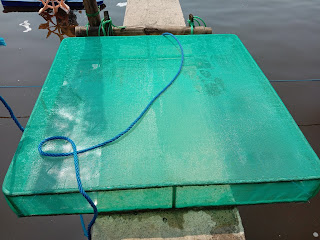 Tentang Anco Tambak Udang - Ikan jantan