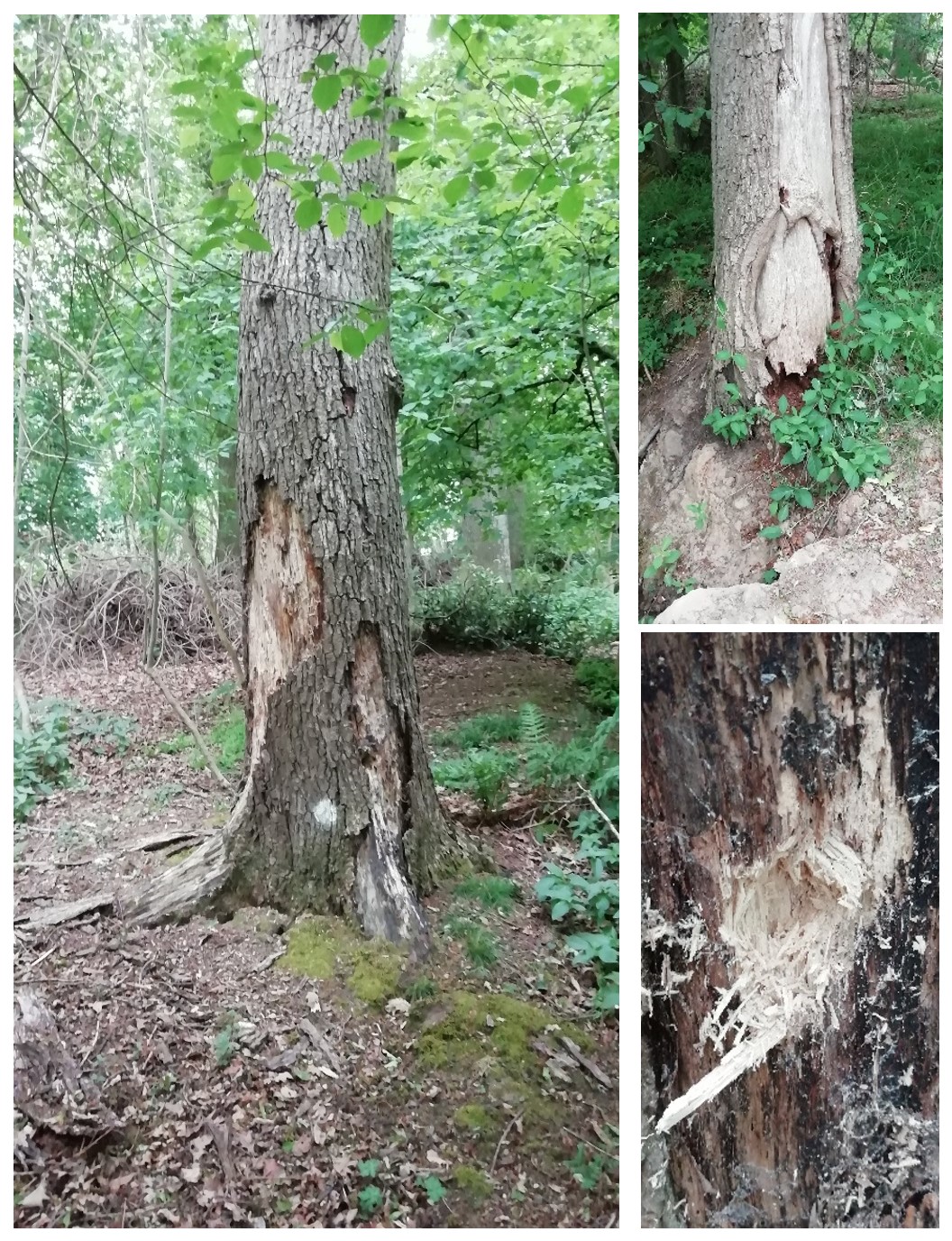 Gifford Community Woodland: Dangerous trees in Gifford Woods - Update ...