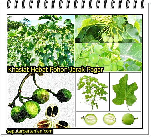 Ini Manfaat Dan Khasiat Tanaman Jarak Pagar Yang Perl