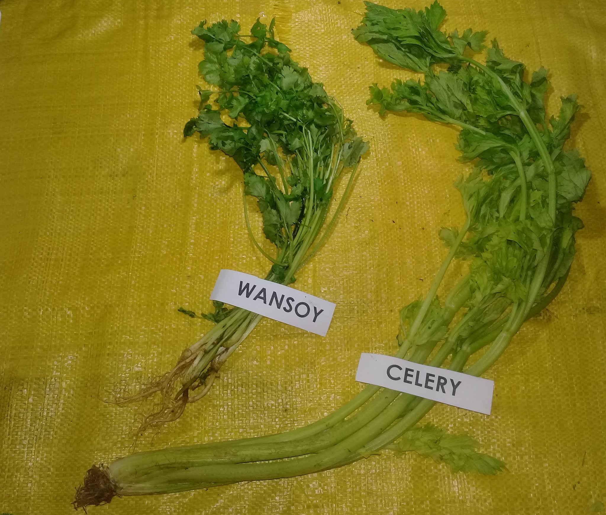 My Body. My Life . My Decision.: Are parsley and kinchay / kintsay the ...