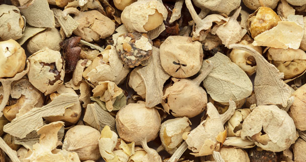 Paneer Ke Phool For Diabetes: How To Use It To Manage Blood Sugar Level ...