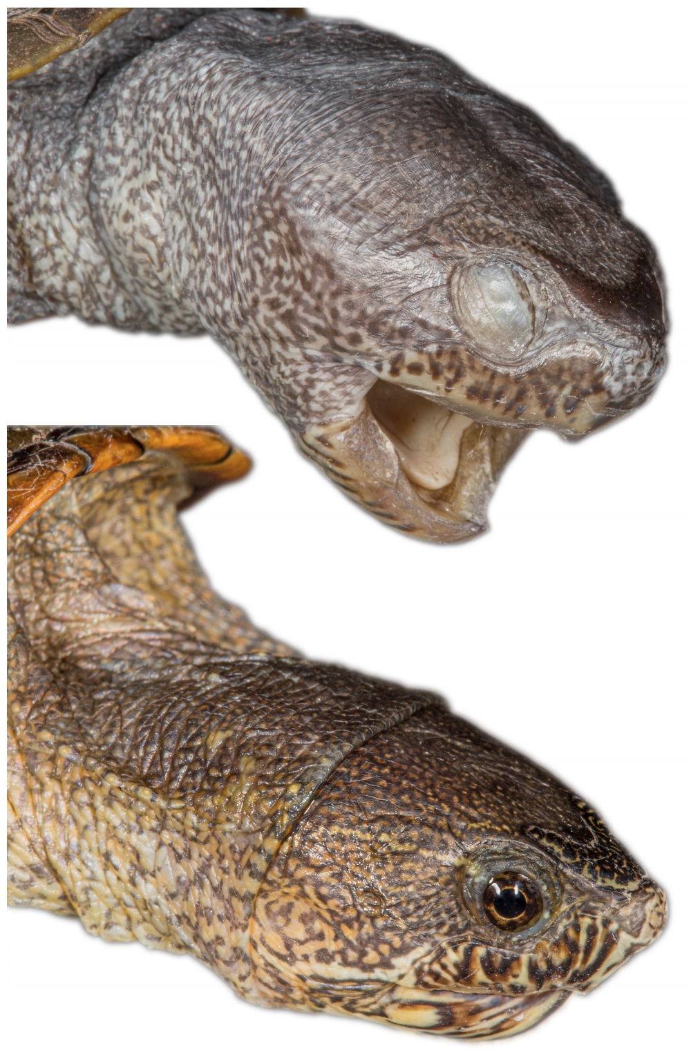 Species New to Science: [Herpetology • 2020] Kinosternon cora • A New ...