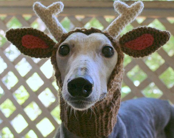 Abq Jew ® Blog: Greyhounds, Reindeer, and Goats