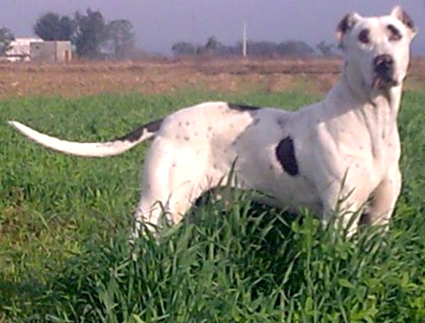 Bully Kutta | ROYS FARM
