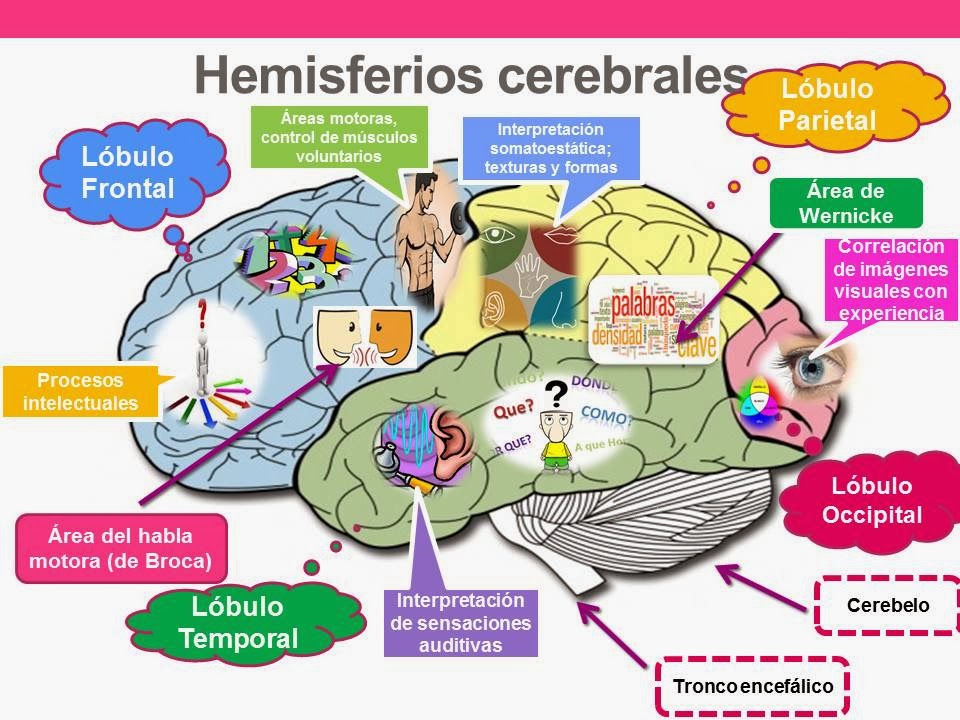 Funcion de los hemisferios del cerebro - terycats
