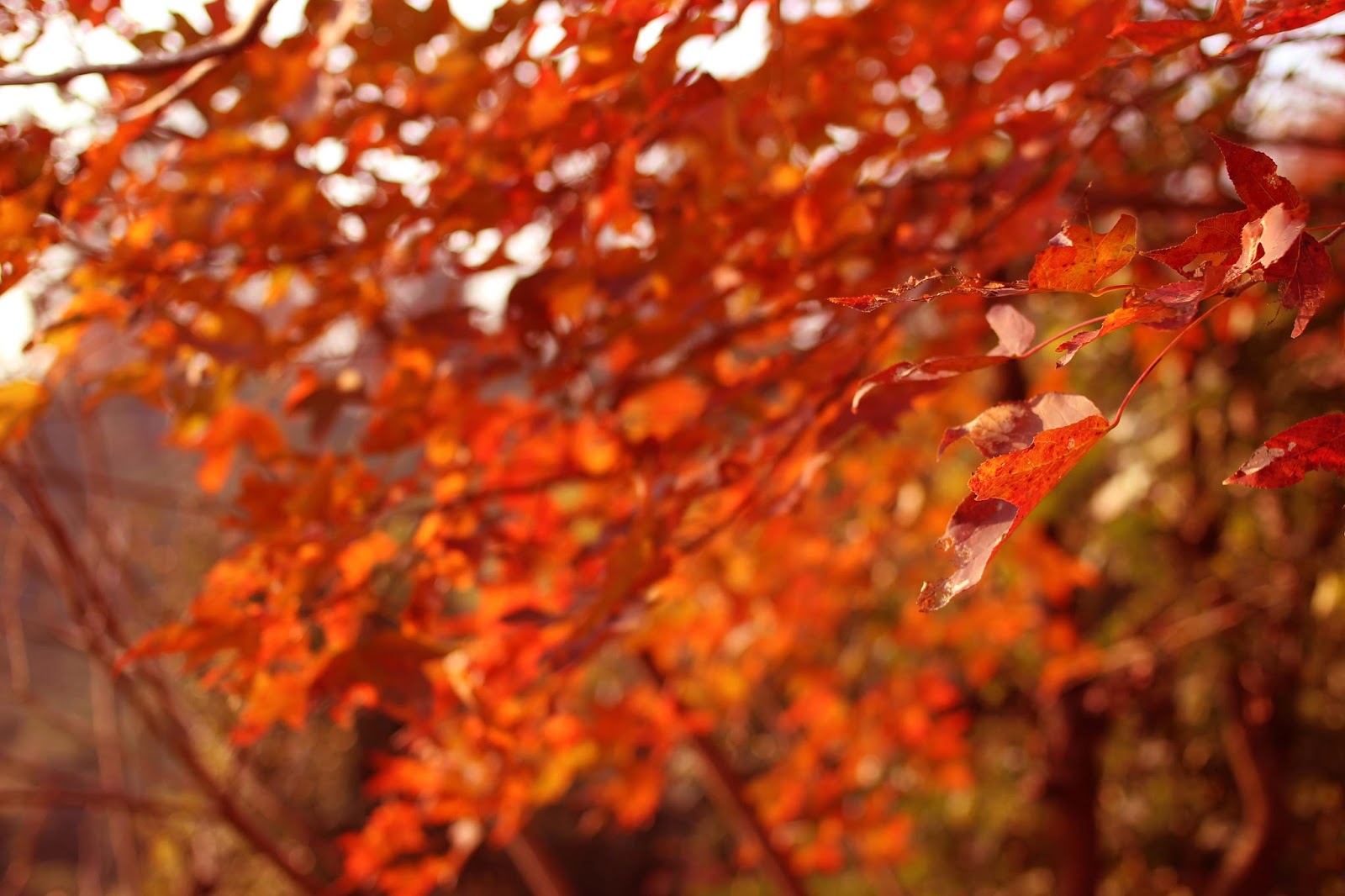 ♥ icekillsyou ♥: LOVE under the MAPLE TREE