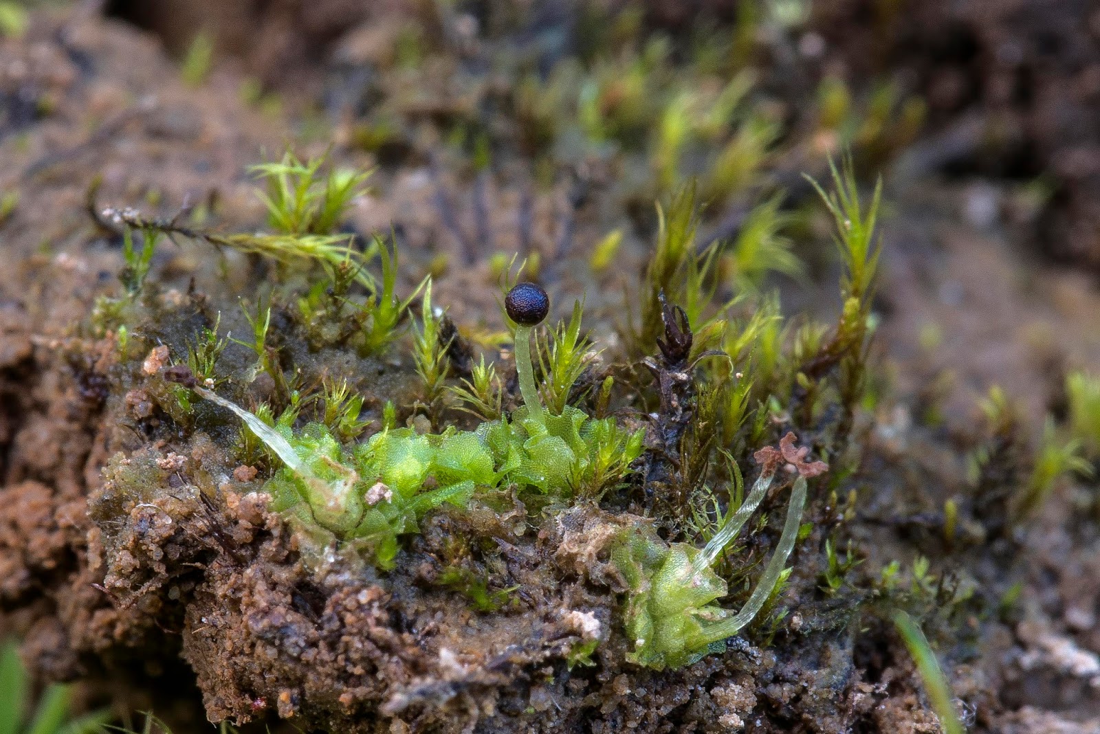 South Wales Bryophytes: Fossombronia pusilla and a few more bryophilous ...