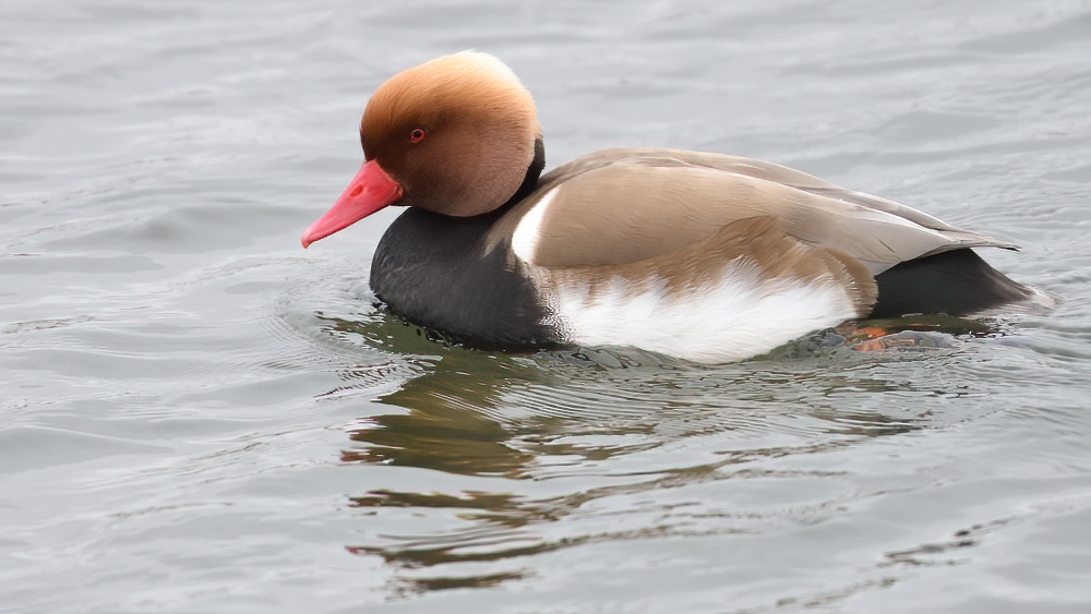 Outdoor Photography: Krooneend versus Fuut