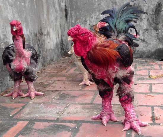 Ayam Kaki Raksasa Jadi Hidangan Eksklusif di Vietnam | LIAT AJA