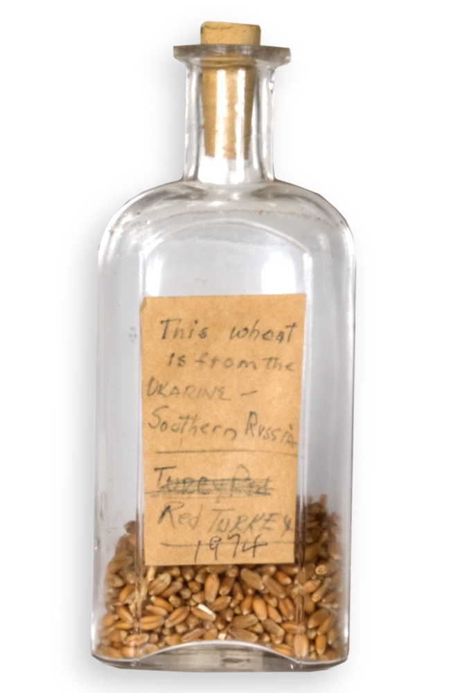 Neu Bruderthaler: Turkey Red, a Heritage Wheat