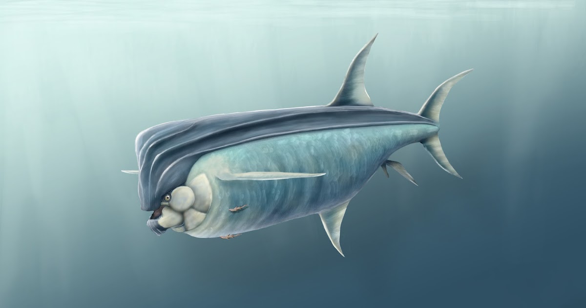 Steph's Creature Gallery: The 'Torpedo Fish'...