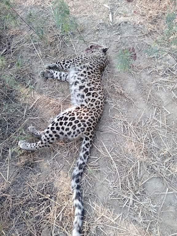 चितुवाको आक्रमणमा परि २ सर्वसाधरण घाइते, आक्रमणकारी चिुतुवाको मृत्यु